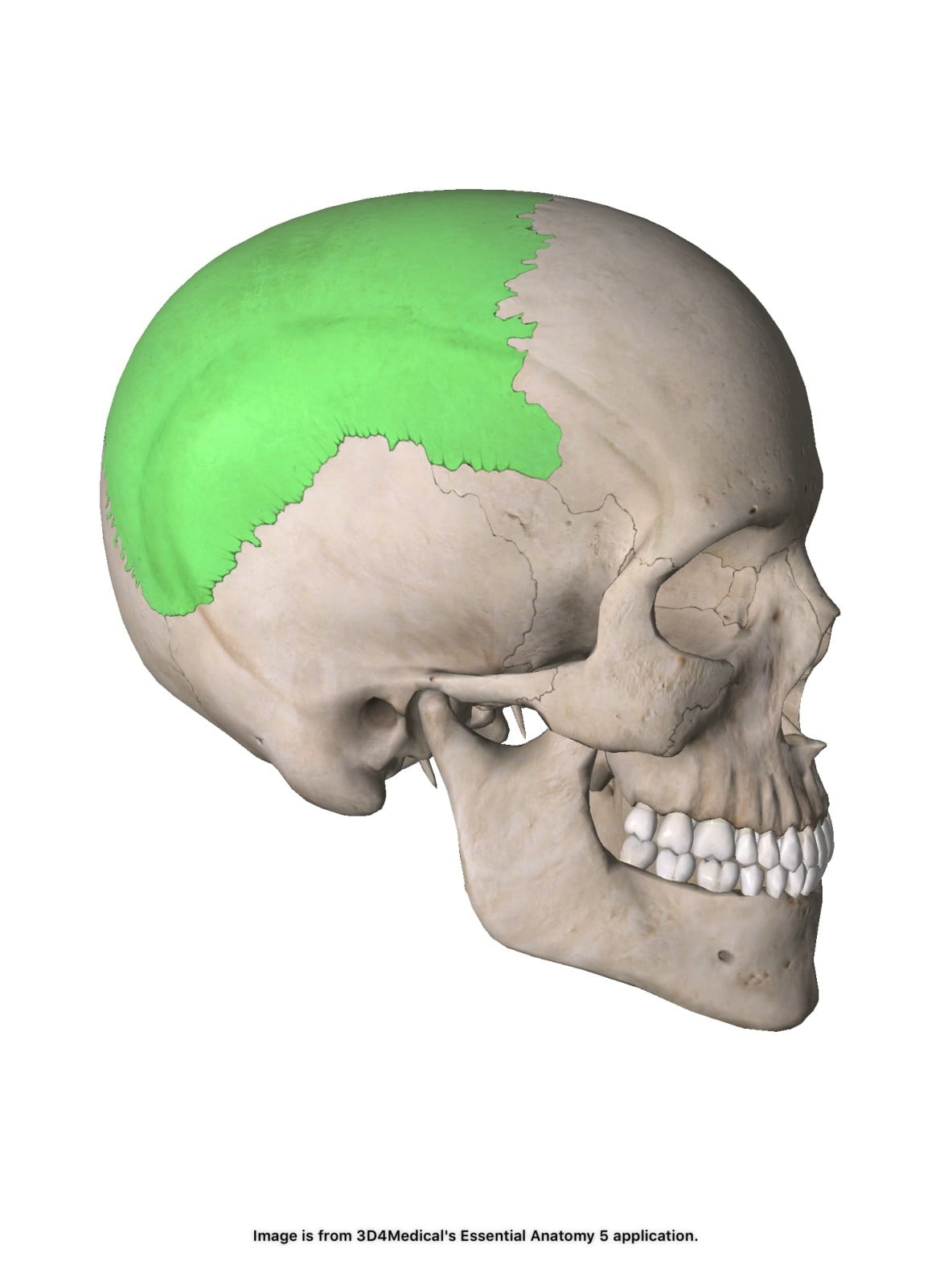 Os parietale - Hjässben | Anatomi & Fysiologi
