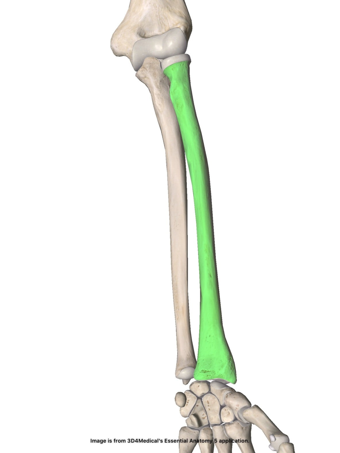 Radius - Strålben | Anatomi & Fysiologi