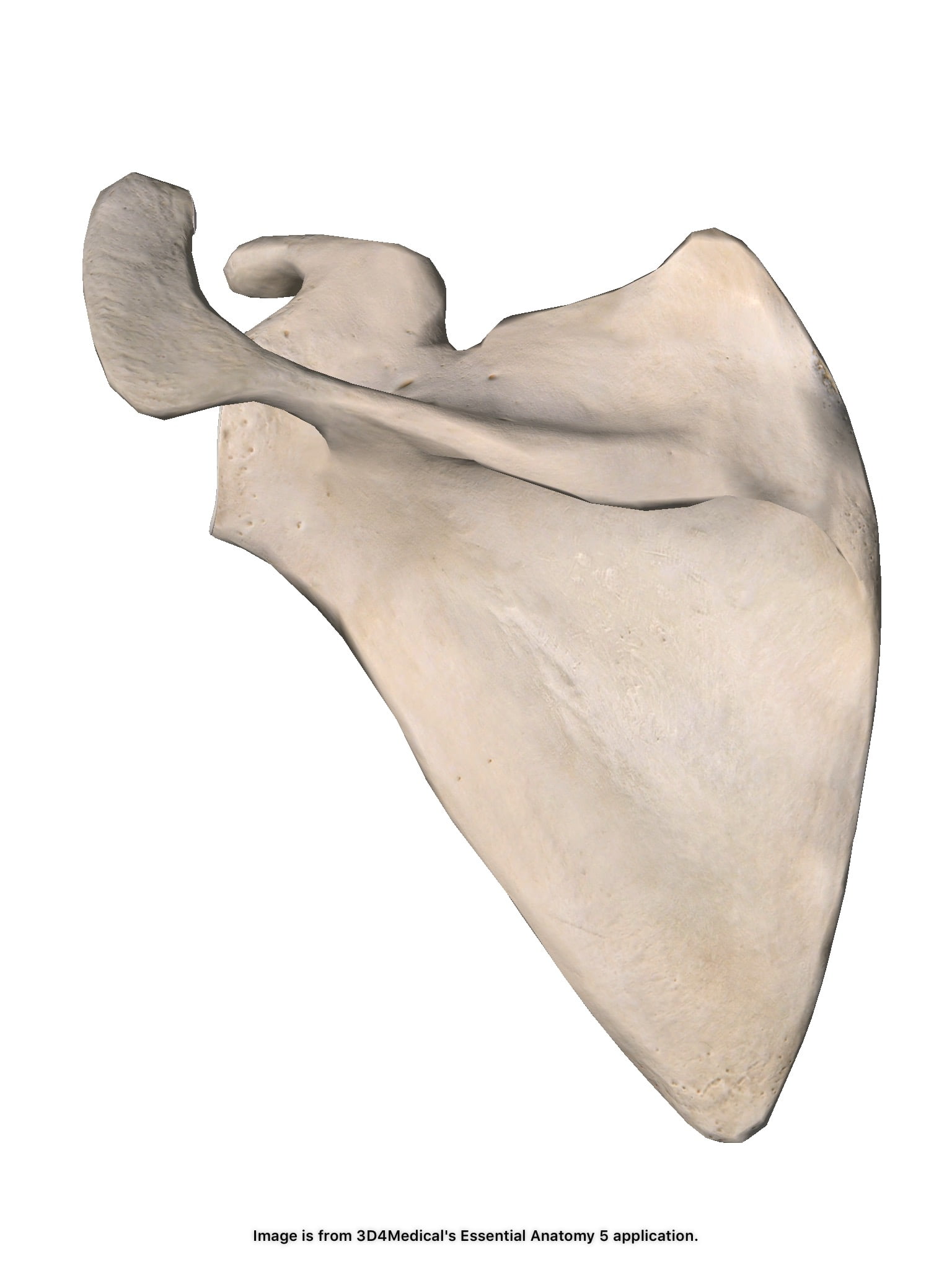 Scapula - Skulderblad | Anatomi & Fysiologi