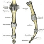 Art. metacarpophalangea - Knogled | Anatomi & Fysiologi