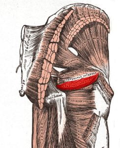 Gemellus inferior: Ursprung, fäste, funktion | Anatomi & Fysiologi