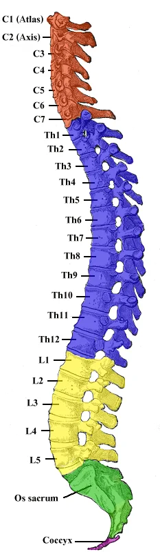 Columna vertebralis - ryggraden | Anatomi & Fysiologi