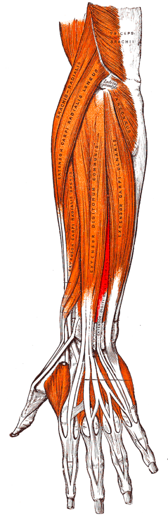 Extensor digiti minimi: Ursprung, fäste, funktion | Anatomi & Fysiologi