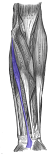 Palmaris longus: Ursprung, fäste, funktion | Anatomi & Fysiologi