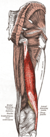 Biceps femoris: Ursprung, fäste, funktion | Anatomi & Fysiologi
